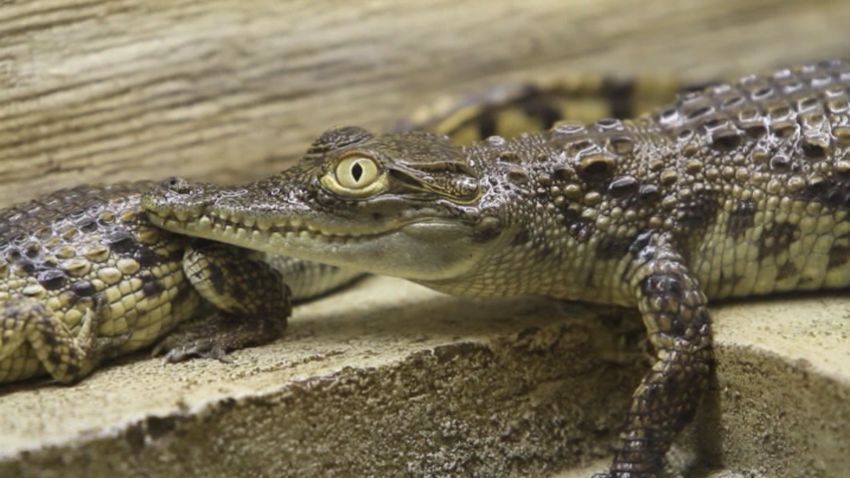 Cango Ranch - Hope Channel NZ