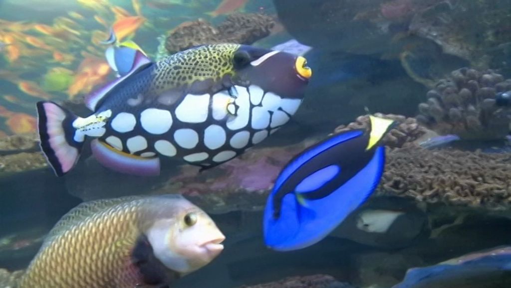 Marine Life - Hope Channel NZ