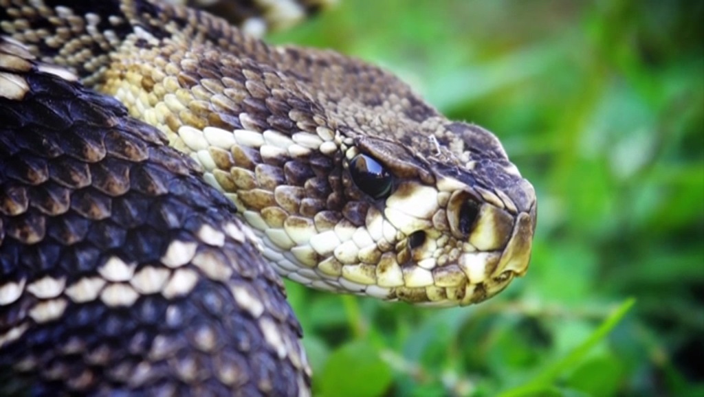 Desert Creepers - Hope Channel NZ